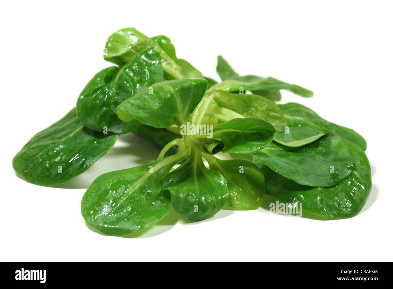 fresh lamb's lettuce on a white background Stock Photo - Alamy