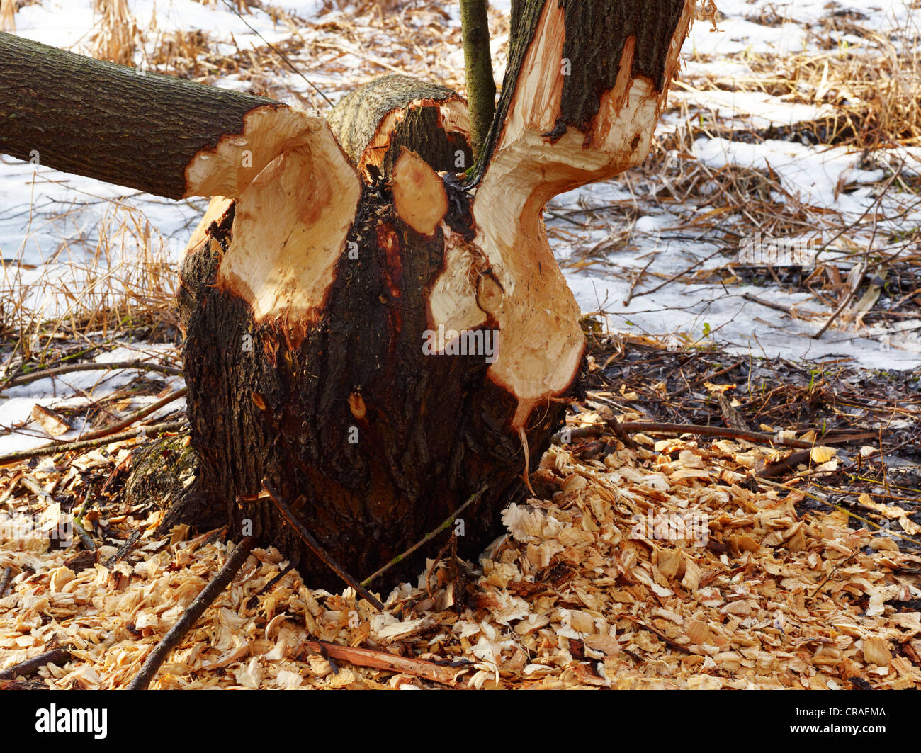 Beaver chewing tree hi-res stock photography and images - Alamy