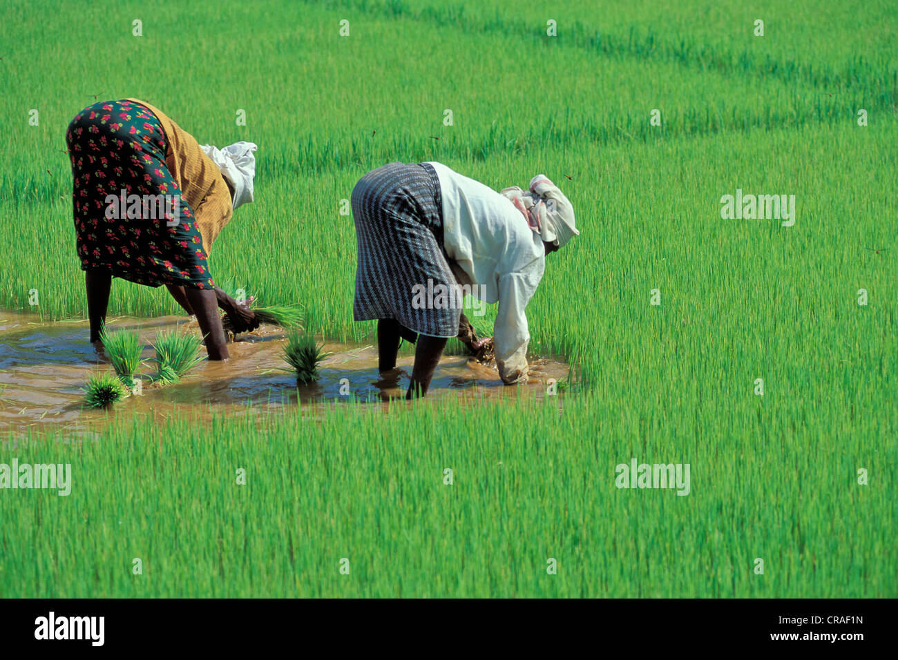 Indian women planting paddy field hi-res stock photography and images ...