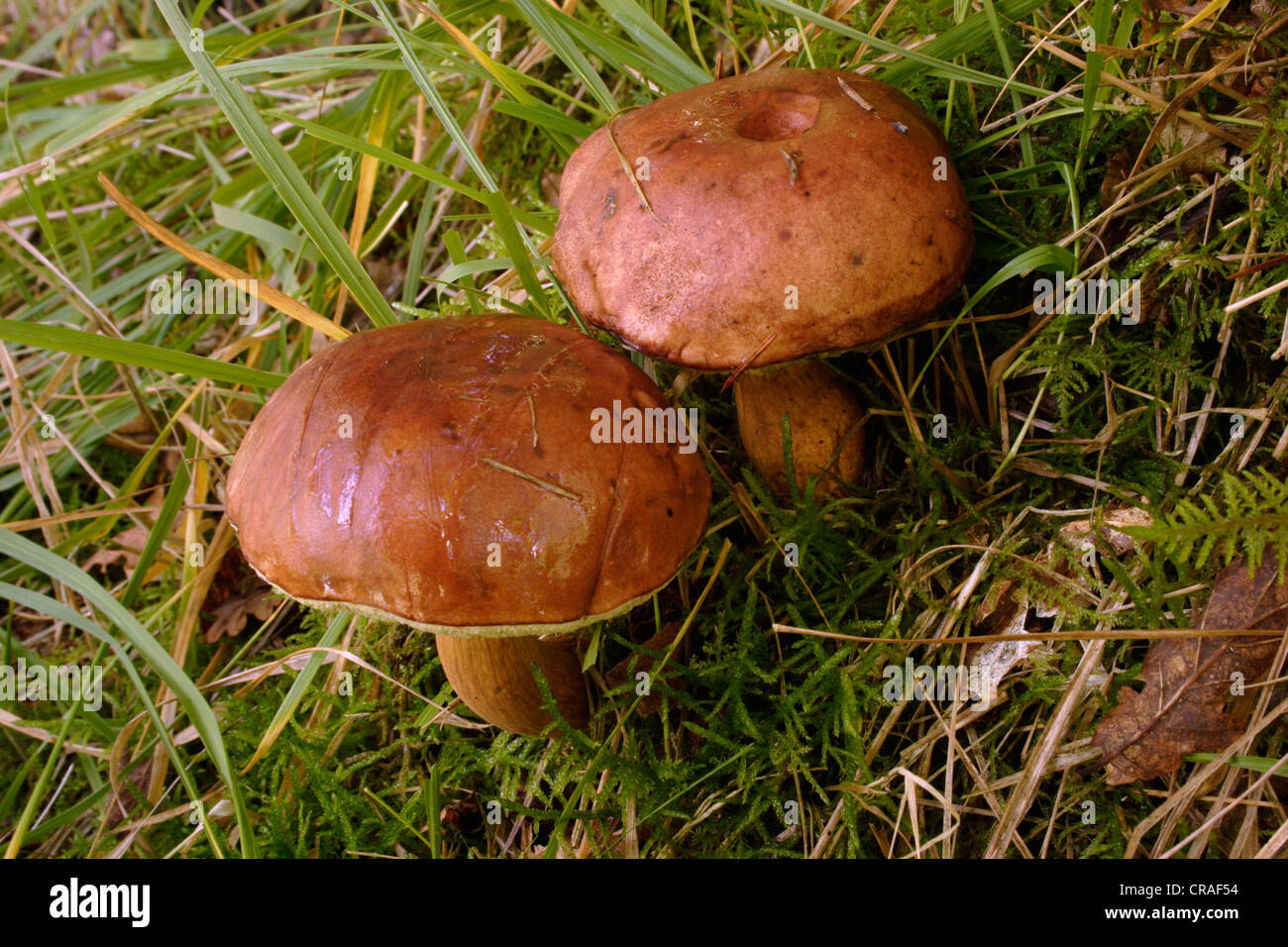 Bay bolete fungi (Boletus badius), UK Stock Photo - Alamy