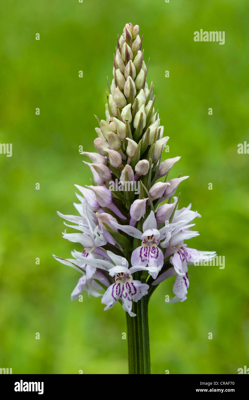 Common Spotted orchid (Dactylorhiza fuchsii) flower spike Llanymynech ...