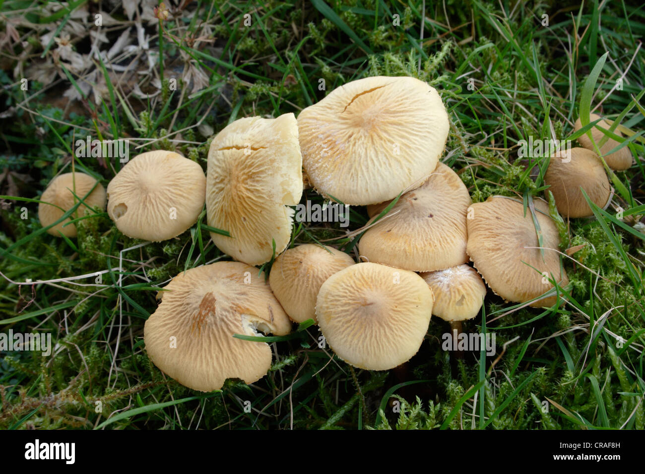 Saffron parasol fungi hi-res stock photography and images - Alamy