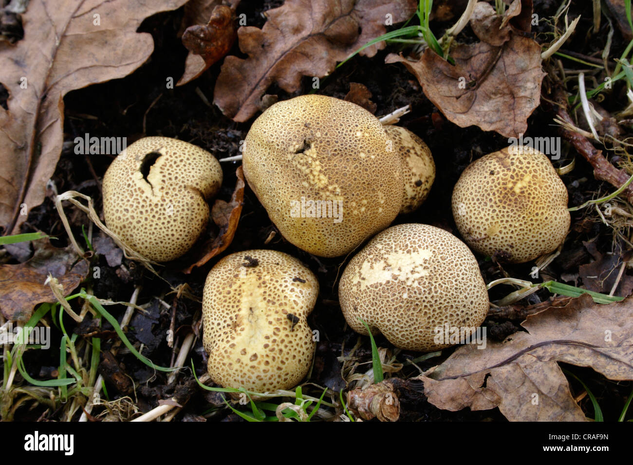 Leopard-spotted earthball fungi (Scleroderma areolatum), UK Stock Photo ...