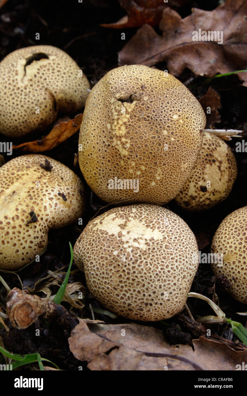 Scleroderma areolatum fungus hi-res stock photography and images - Alamy