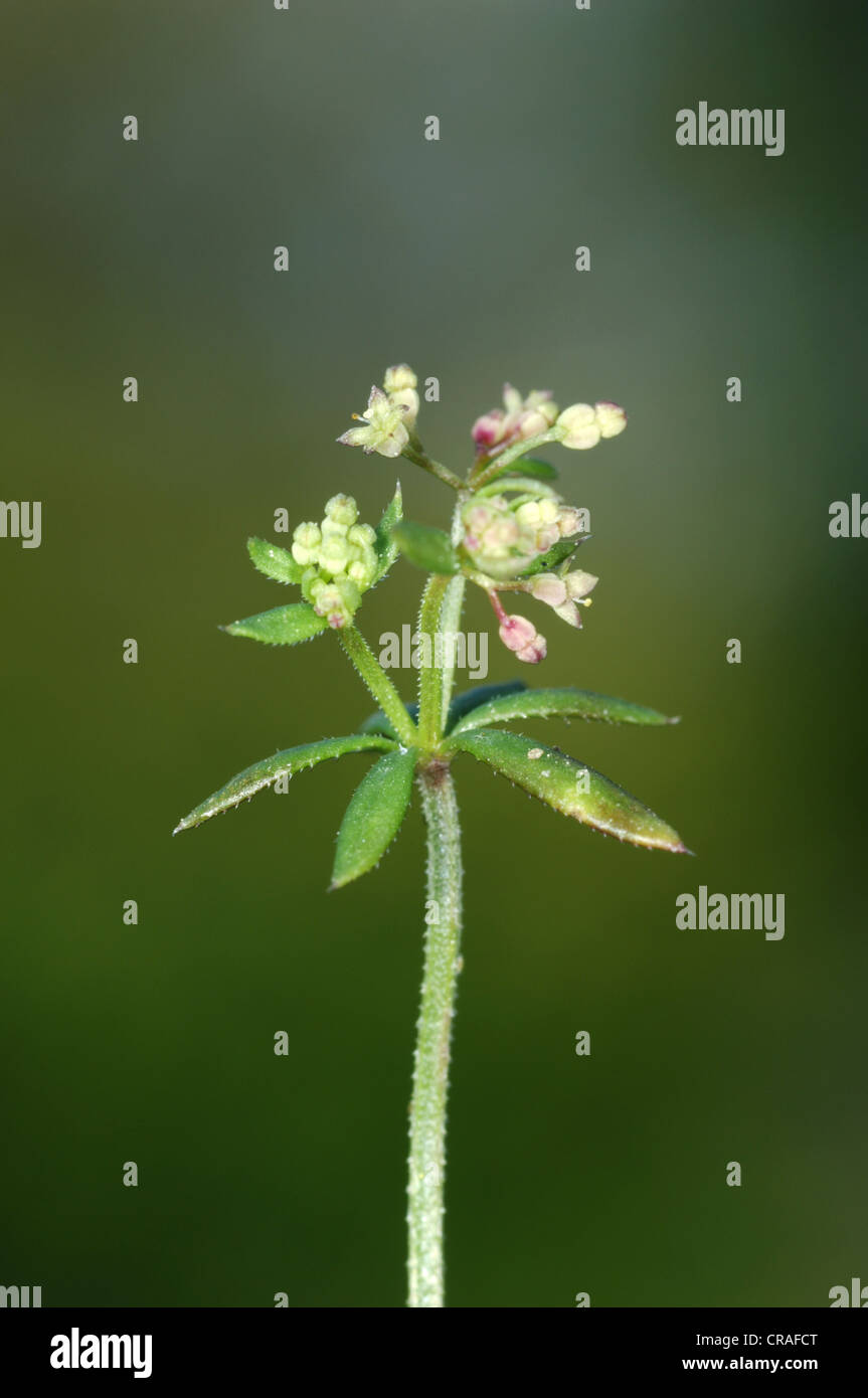 WALL BEDSTRAW Galium parisiense (Rubiaceae Stock Photo - Alamy