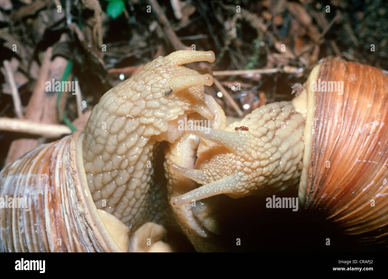 Roman / edible snail (Helix pomatia: Helicidae) in courtship 'dance ...