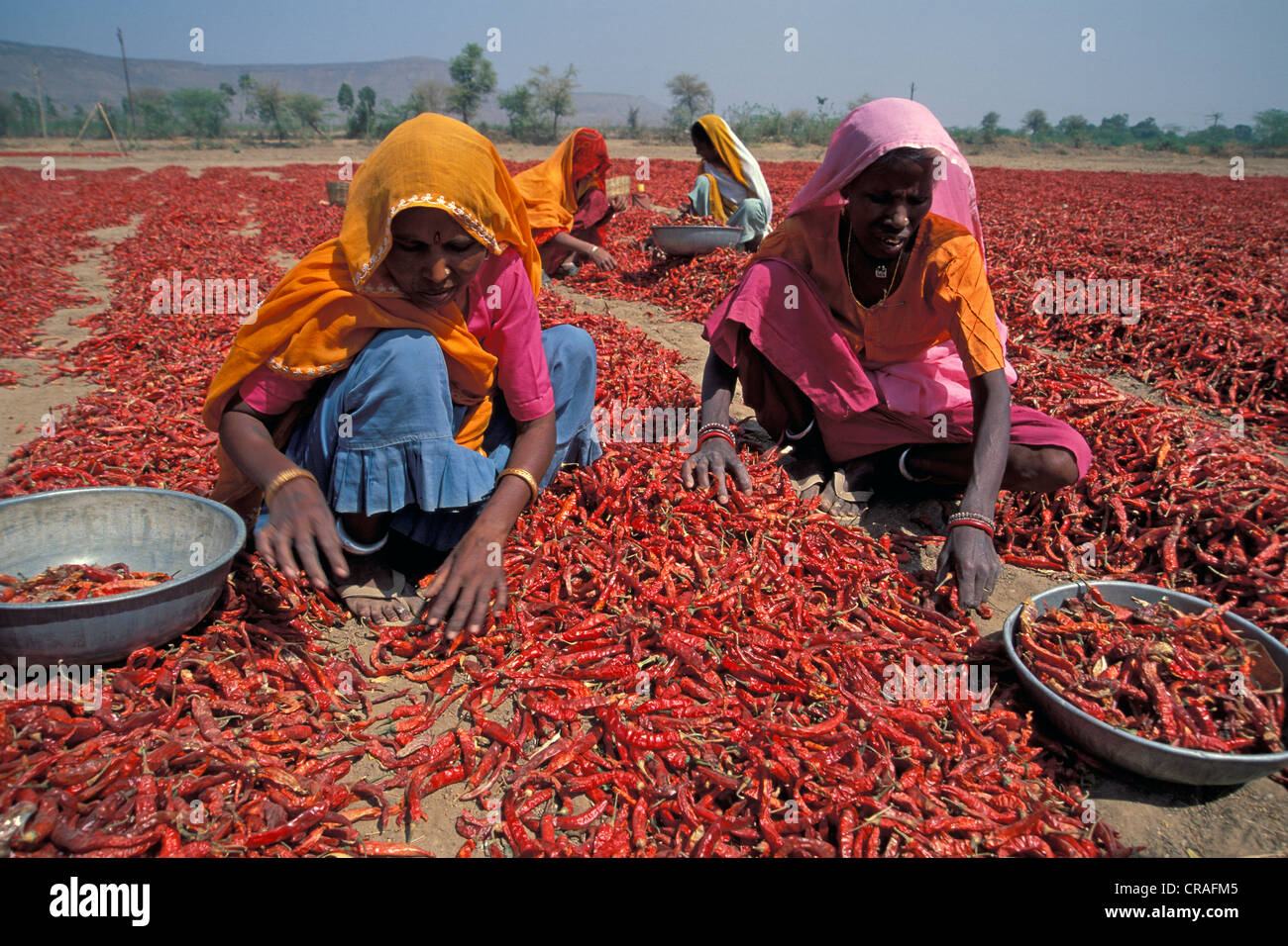 Women during the chili harvest, Madhya Pradesh, India, Asia Stock Photo ...