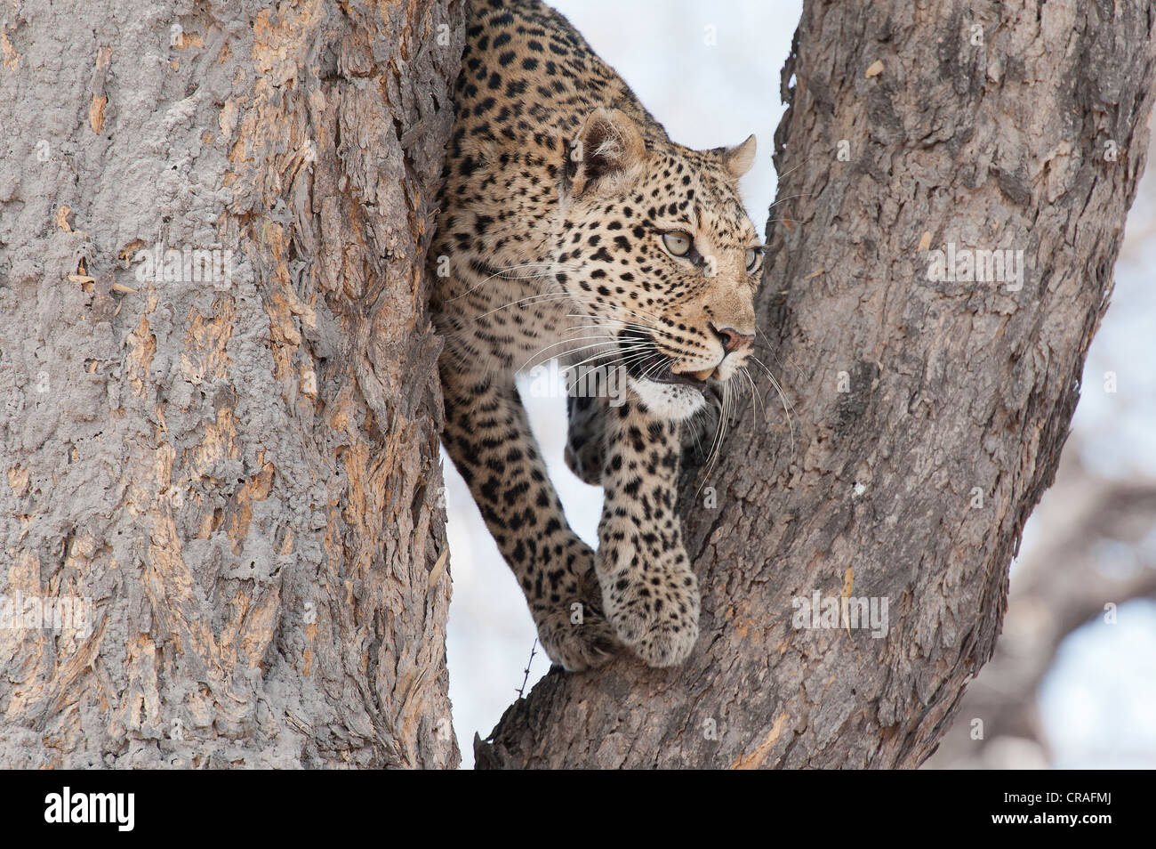 Female Leopard watching from fork in tree Stock Photo - Alamy