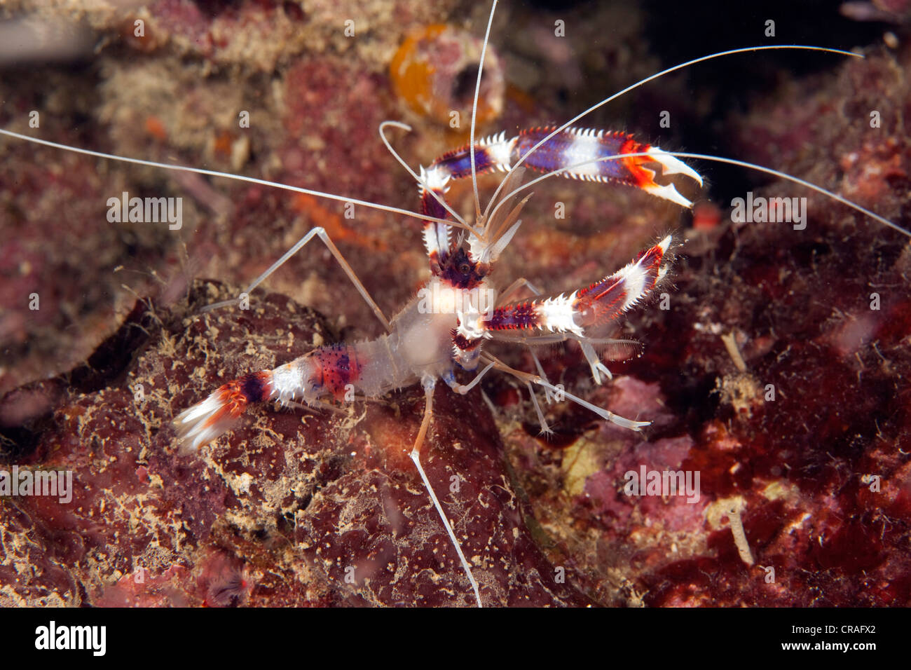 Banded coral shrimp or Banded boxer shrimp (Stenopus hispidus), Triana ...