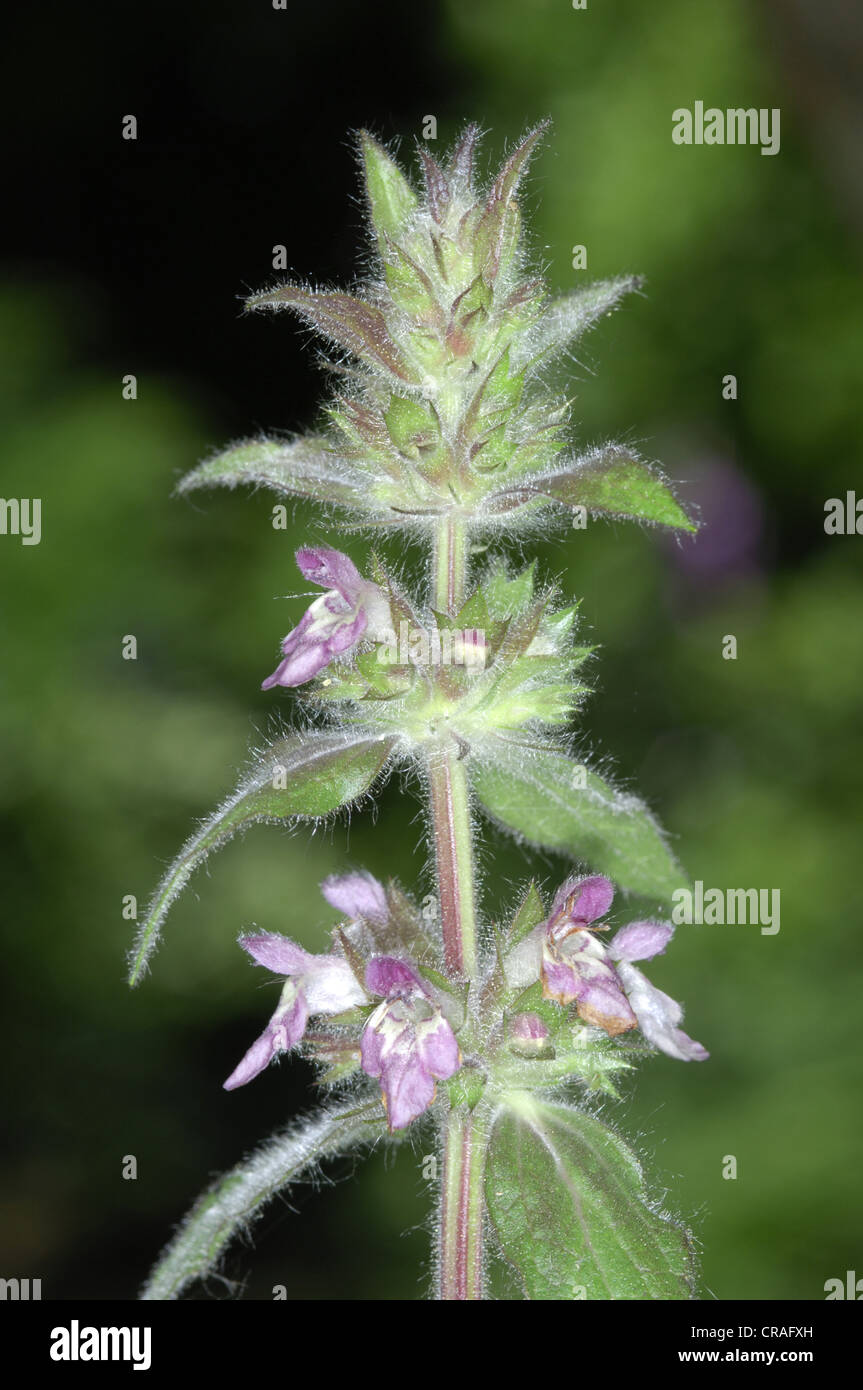 LIMESTONE WOUNDWORT Stachys alpina (Lamiaceae Stock Photo - Alamy