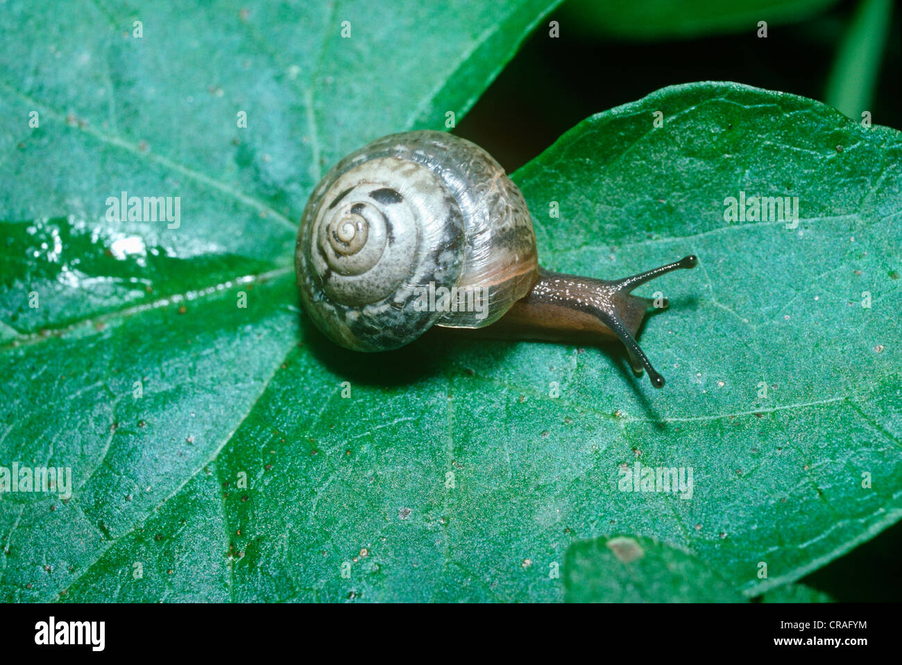 European girdled snail hi-res stock photography and images - Alamy