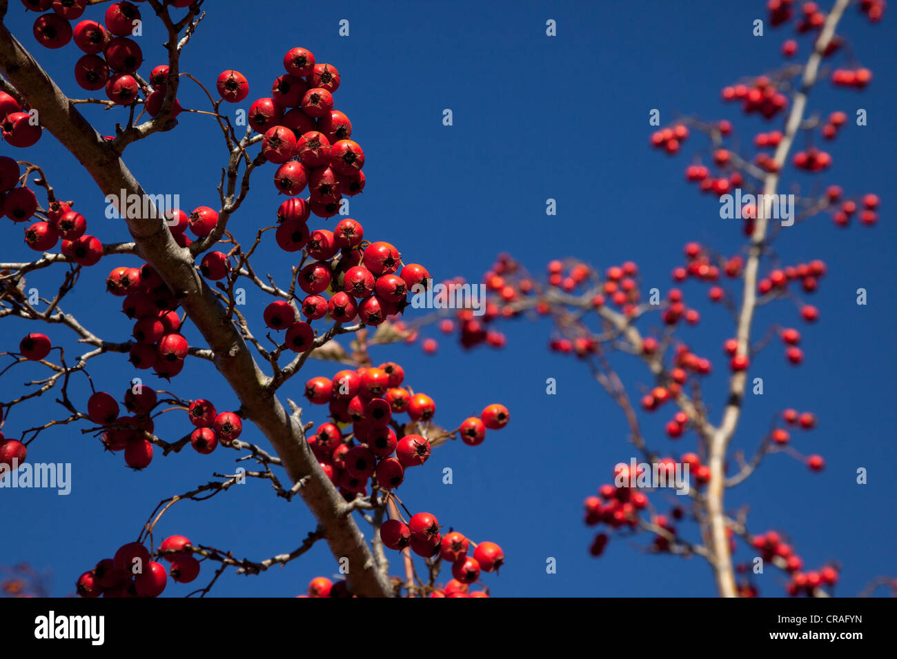 Fresh cherry tree and blue sky, Tasmania, Australia Stock Photo - Alamy