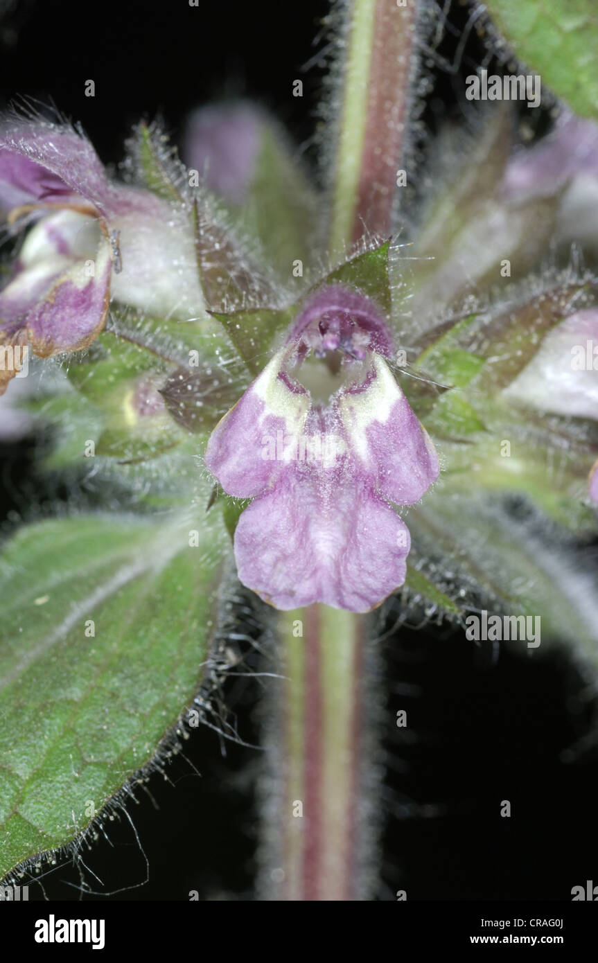 LIMESTONE WOUNDWORT Stachys alpina (Lamiaceae Stock Photo - Alamy