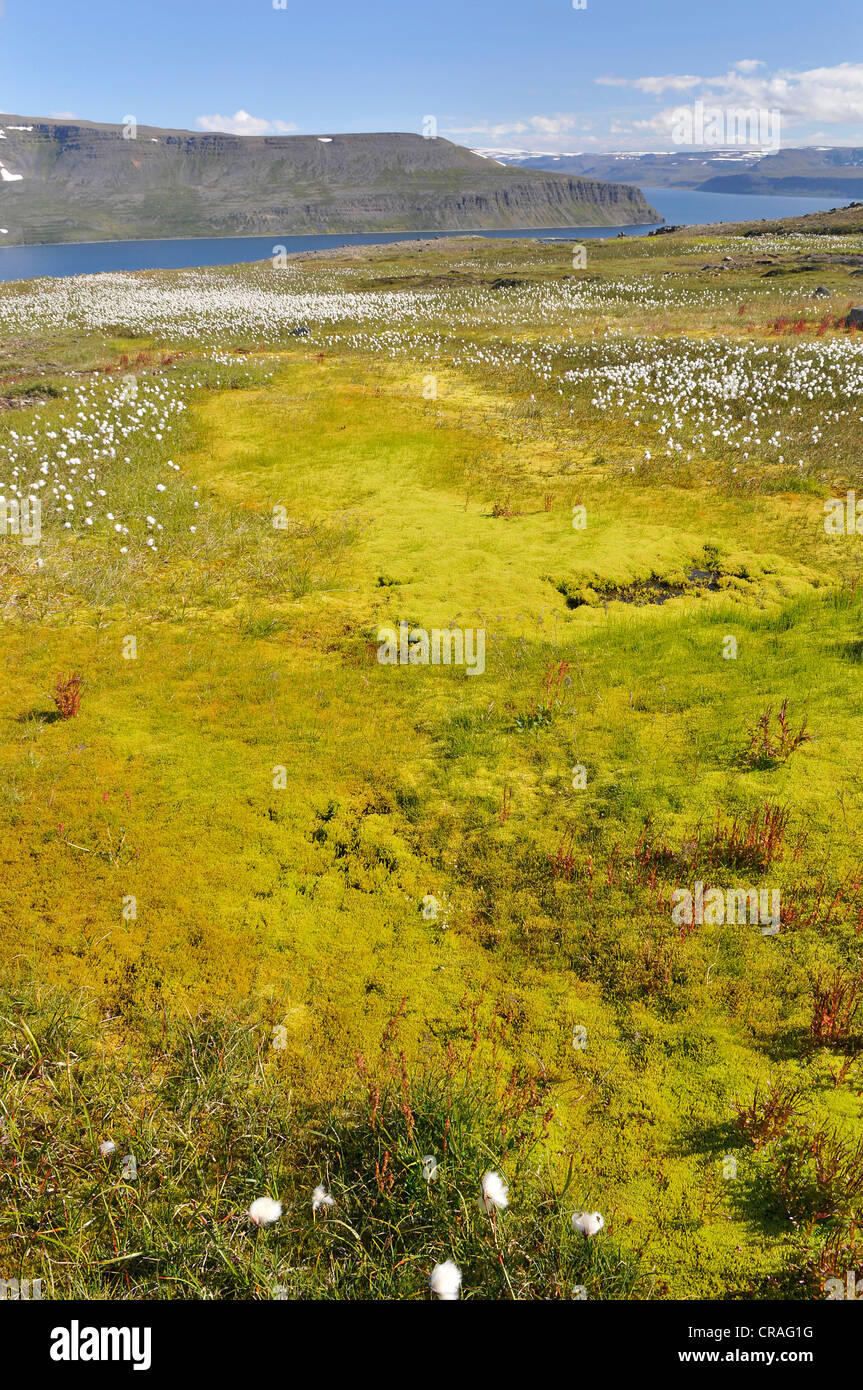 Hesteyri hi-res stock photography and images - Alamy