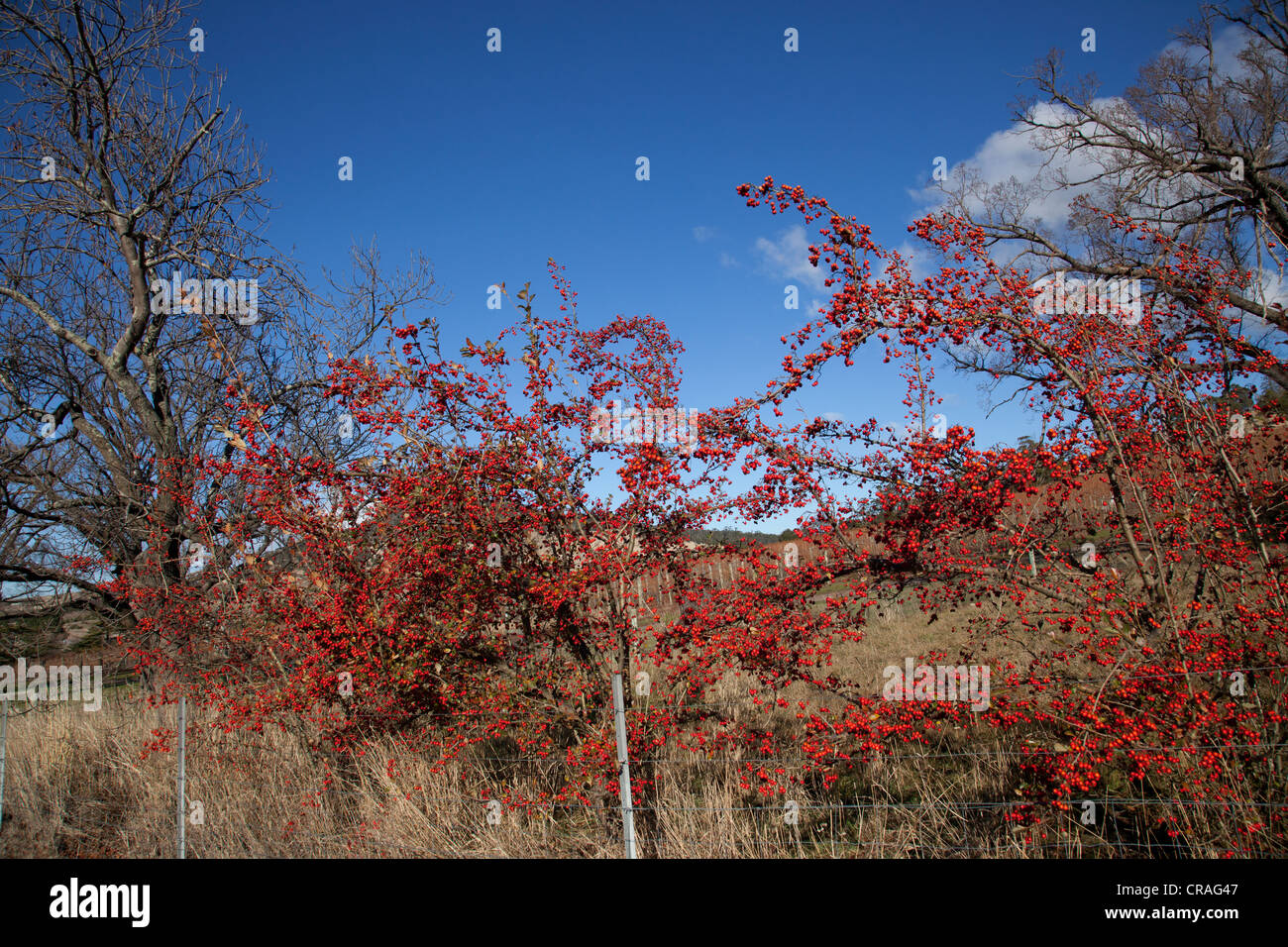 Cherry tree and blue sky, Tasmania, Australia Stock Photo - Alamy
