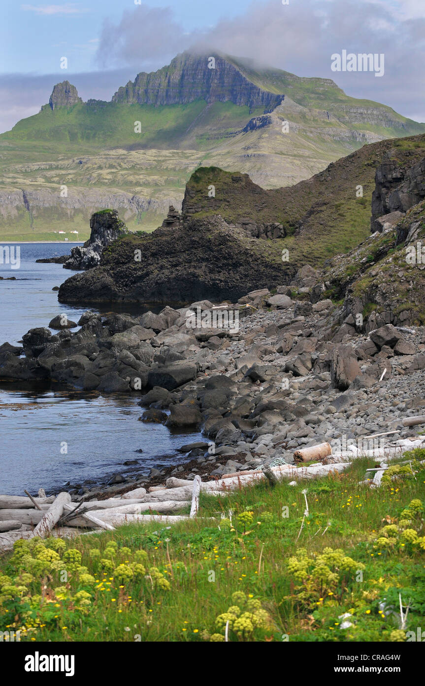 Driftwood, Hornbjarg, Hornvík or Hornvik bay, Hornstrandir, Westfjords ...