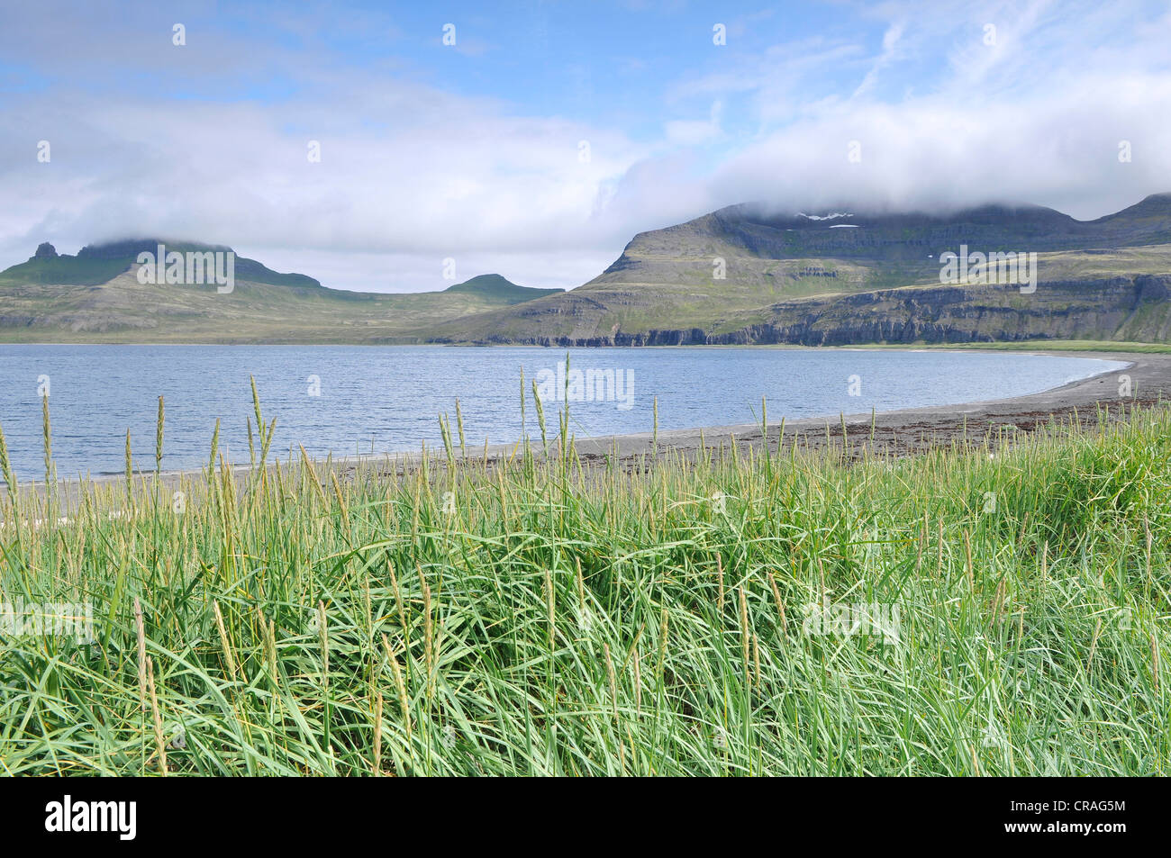 Marram grass, Hornbjarg, Hornvík or Hornvik bay, Hornstrandir ...