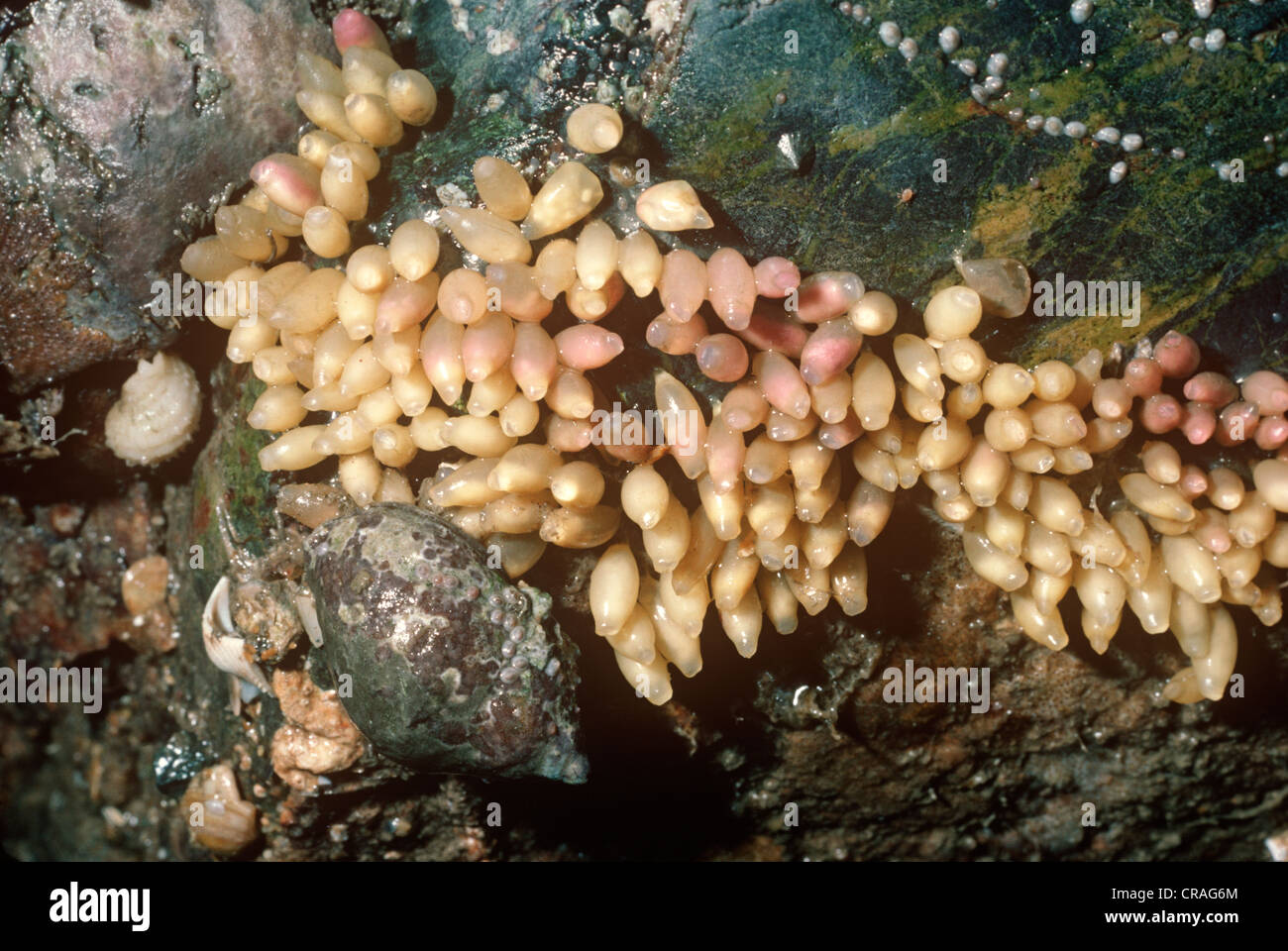 Dog whelk egg capsule hi-res stock photography and images - Alamy