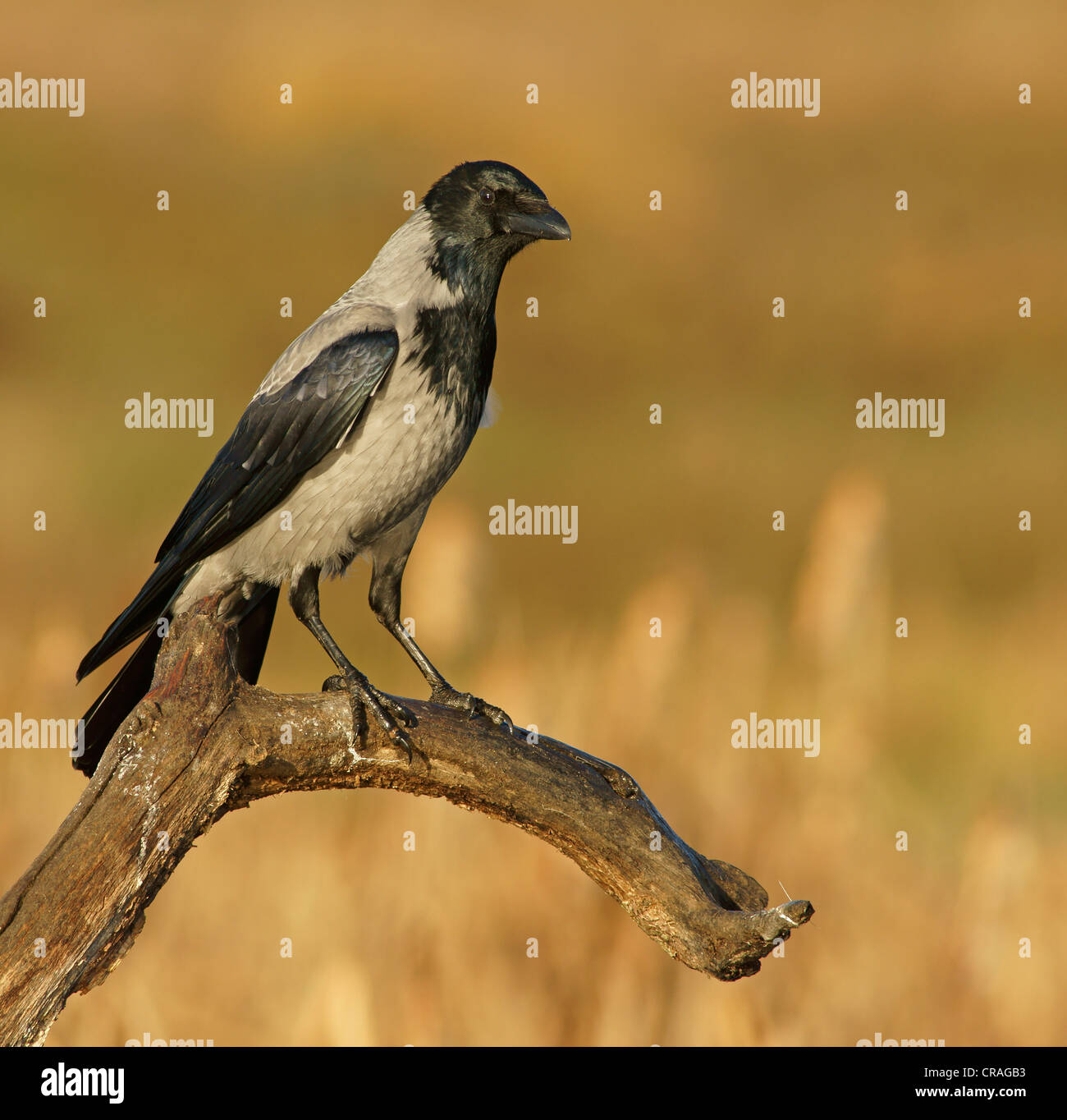 Hooded crow hi-res stock photography and images - Alamy
