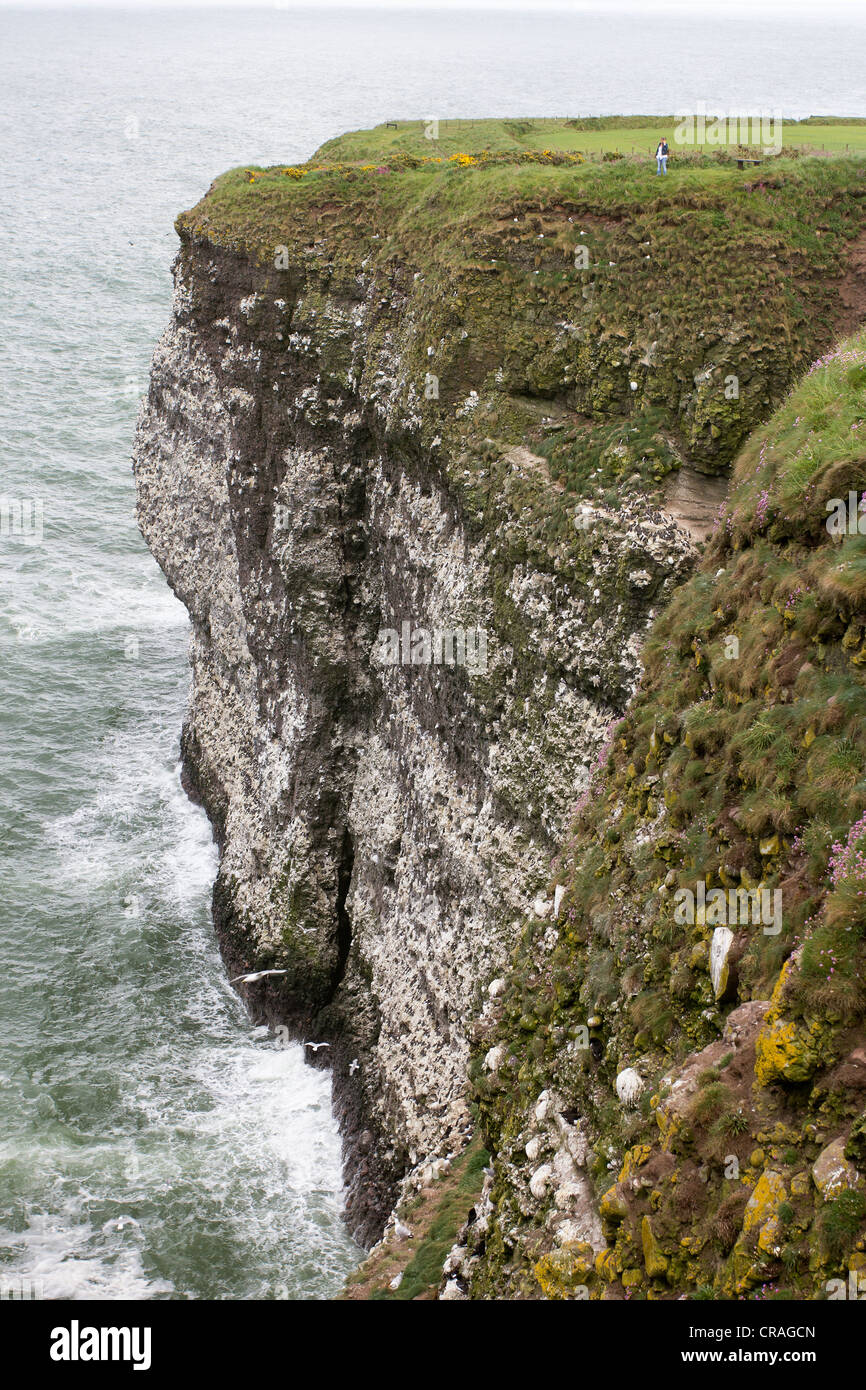 sea cliffs at RSPB site, Fowlsheugh Stonehaven Scotland Stock Photo - Alamy