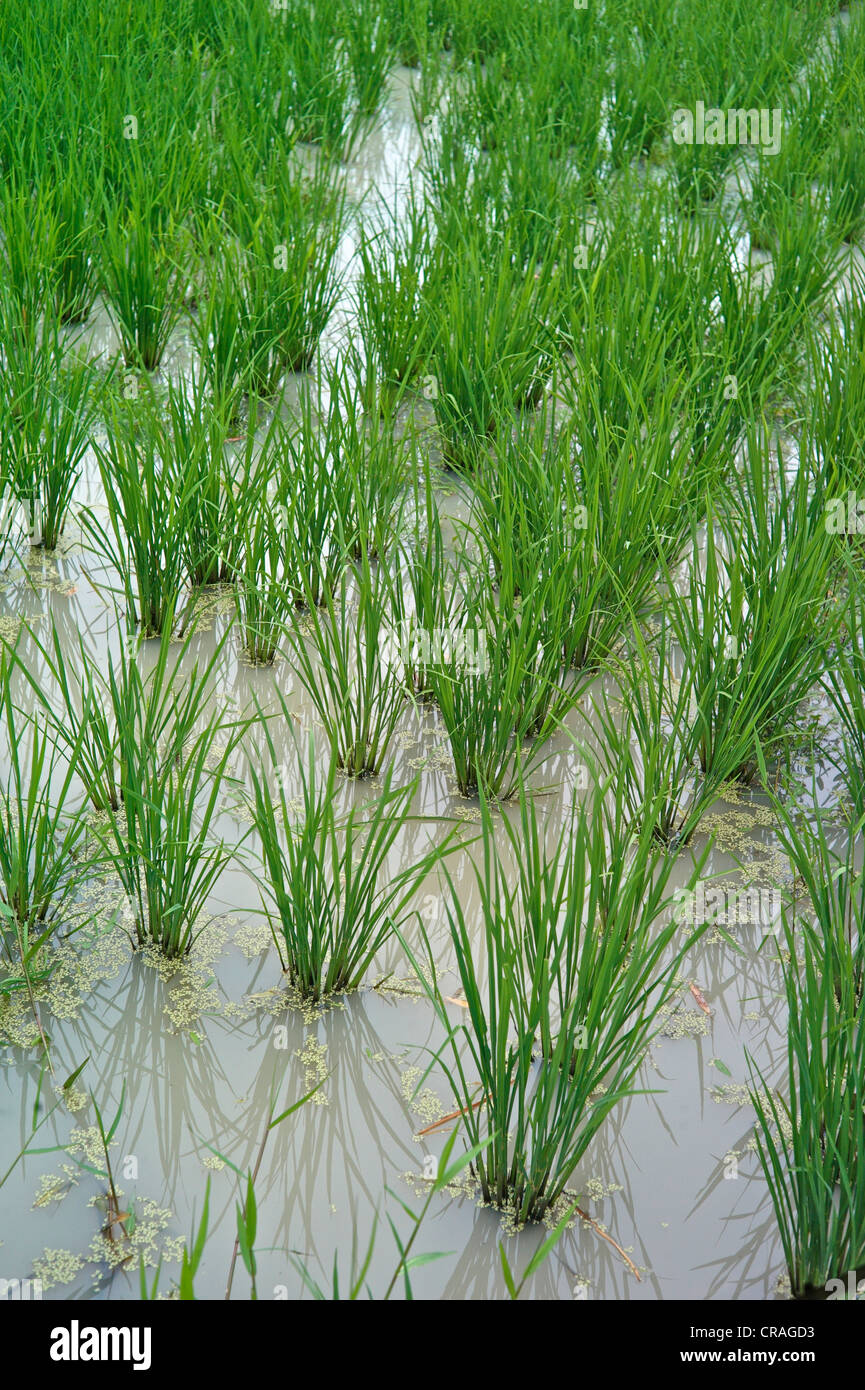 Rice field at the Training Farm of Penonomé Stock Photo - Alamy