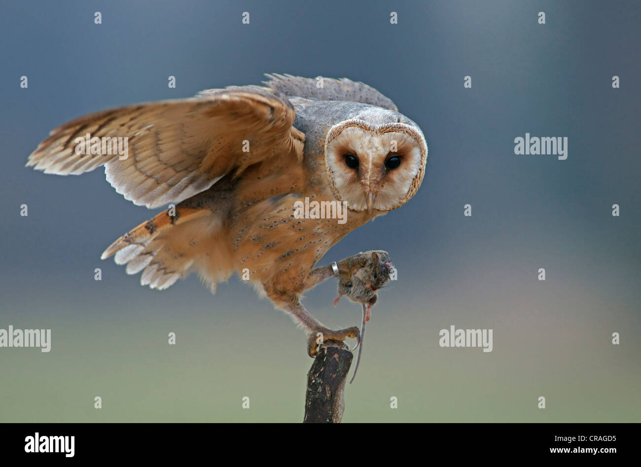 Common barn owl tyto alba with captured mouse hi-res stock photography ...