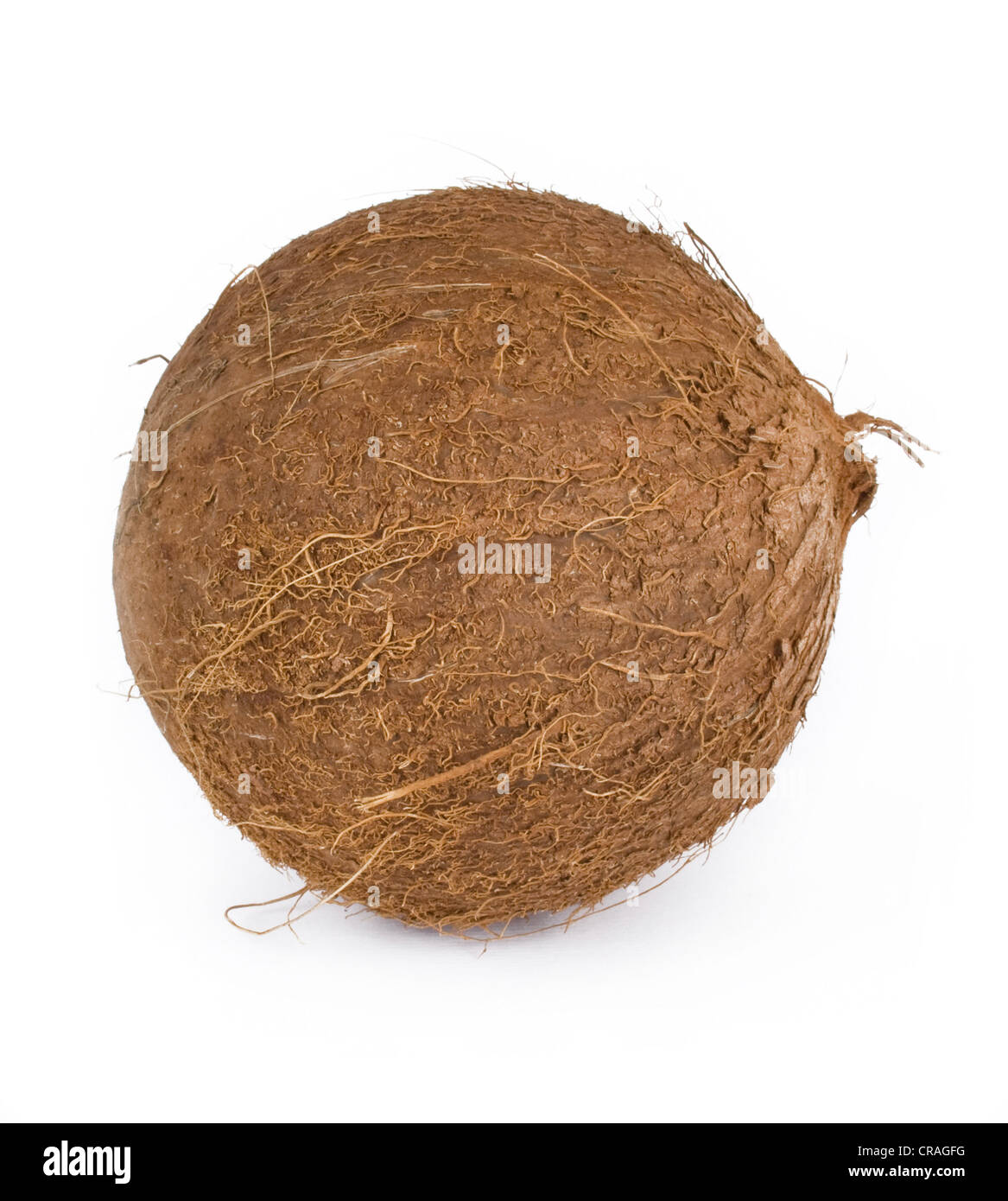 one coconut photographed on the white background Stock Photo - Alamy