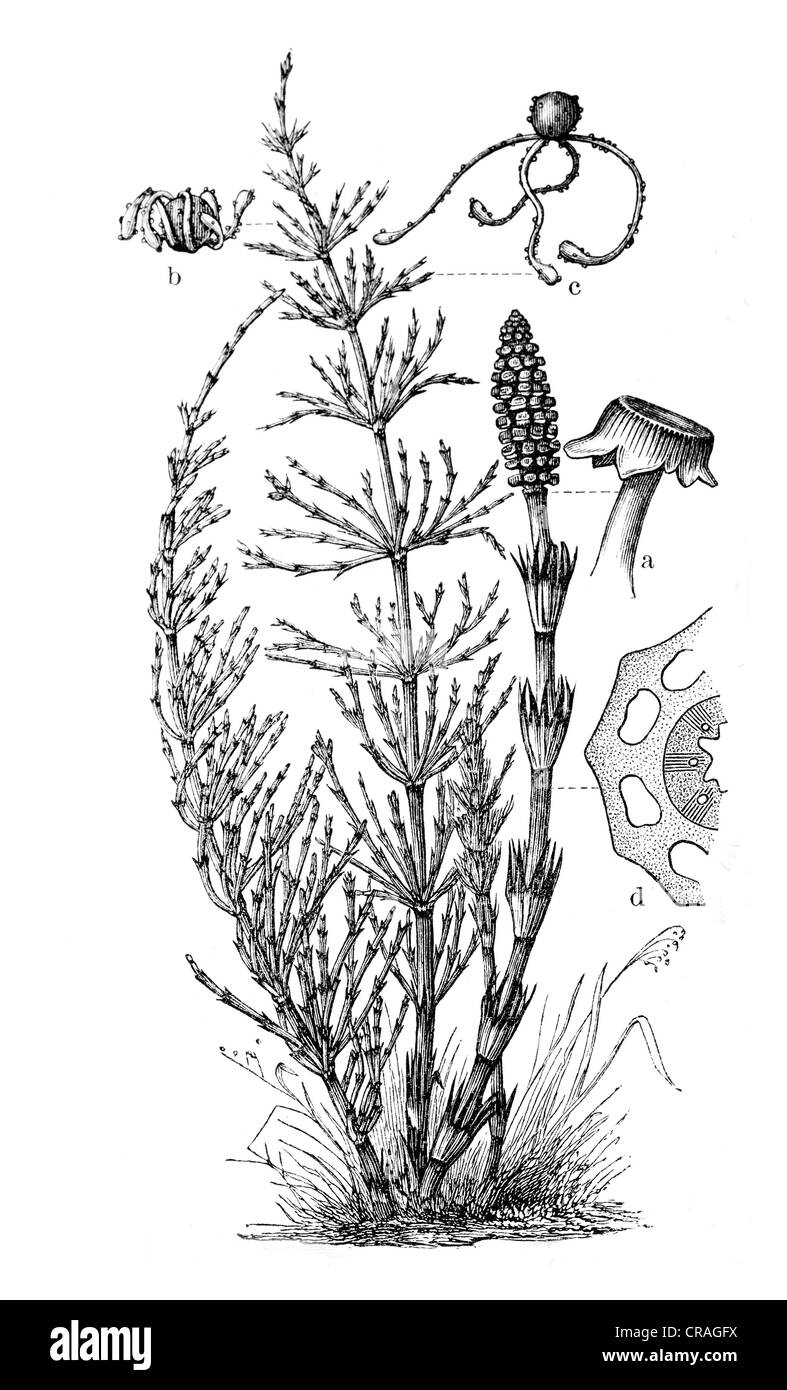 Horsetail (Equisetum arvense), historical illustration, Meyers ...