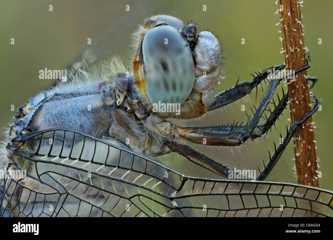 Southern Skimmer Dragonfly (Orthetrum brunneum), Northern Bulgaria ...