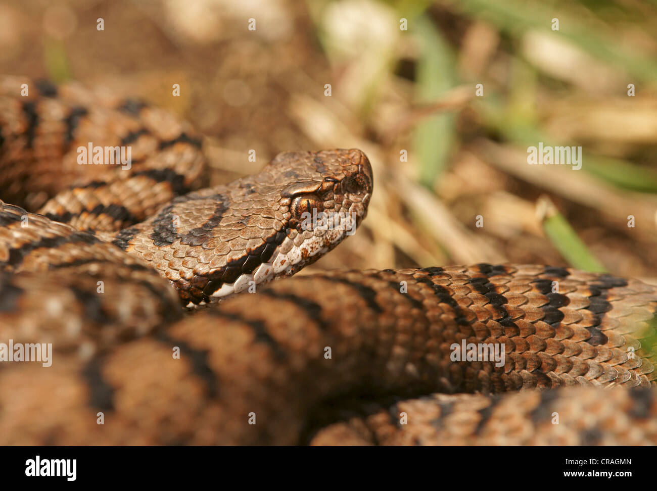 Vipera aspis snake reptiles vertebrates hi-res stock photography and ...