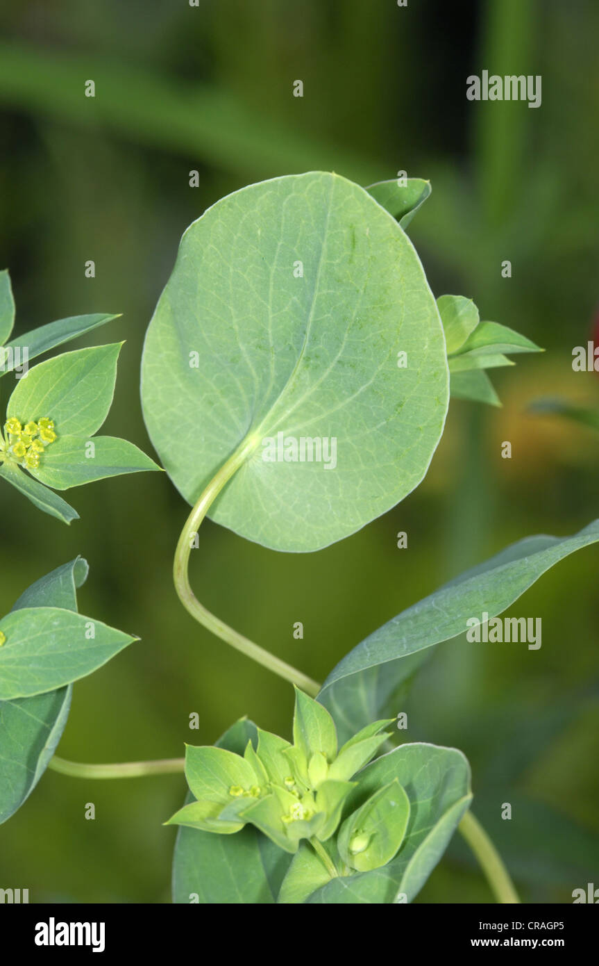 Bupleurum rotundifolium hi-res stock photography and images - Alamy