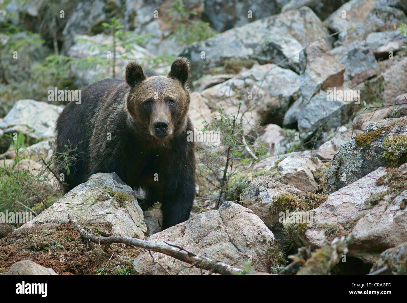 Brown bear (Ursus arctos), Finland, Europe Stock Photo - Alamy
