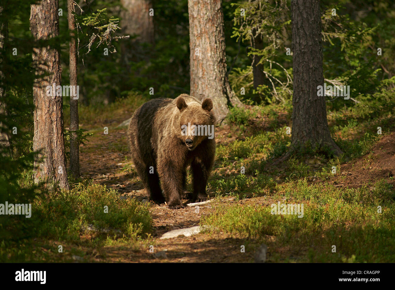 Brown bear (Ursus arctos), Finland, Europe Stock Photo - Alamy