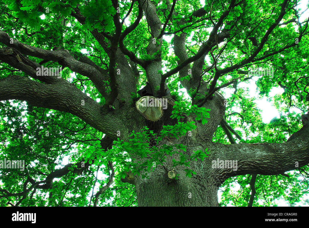 Cost Of A Mature Oak Tree at Carolyn Pless blog