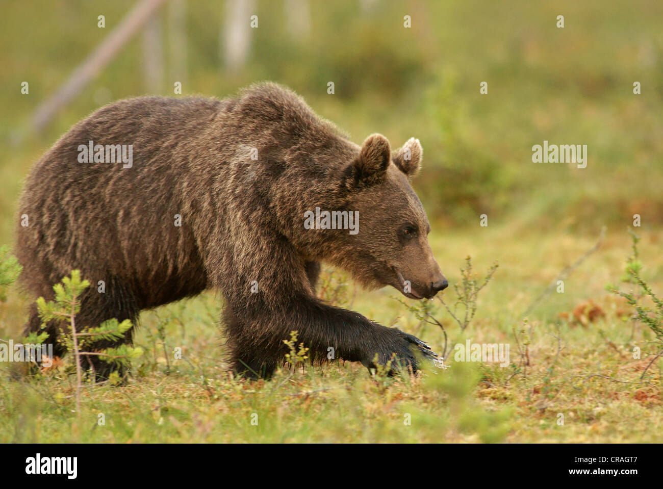 Brown bear (Ursus arctos), Finland, Europe Stock Photo - Alamy