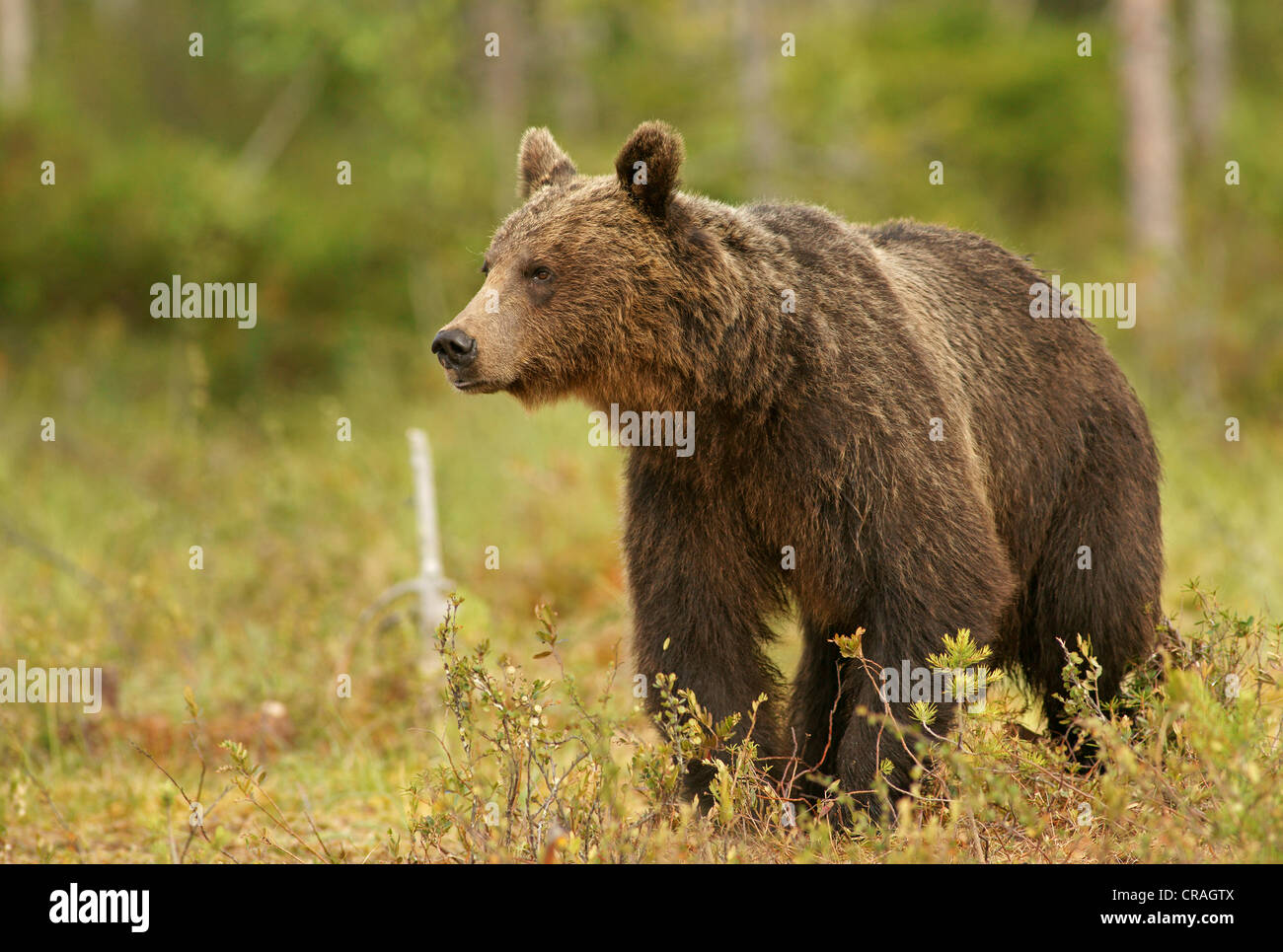 Brown bear (Ursus arctos), Finland, Europe Stock Photo - Alamy