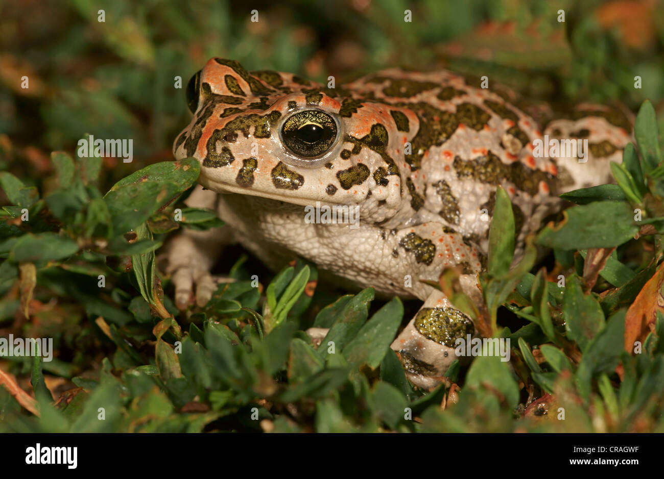 European Green Toad (Bufo viridis), Bulgaria, Europe Stock Photo - Alamy