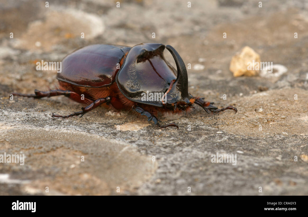 European rhinoceros beetle (Oryctes nasicornis), Bulgaria, Europe Stock ...