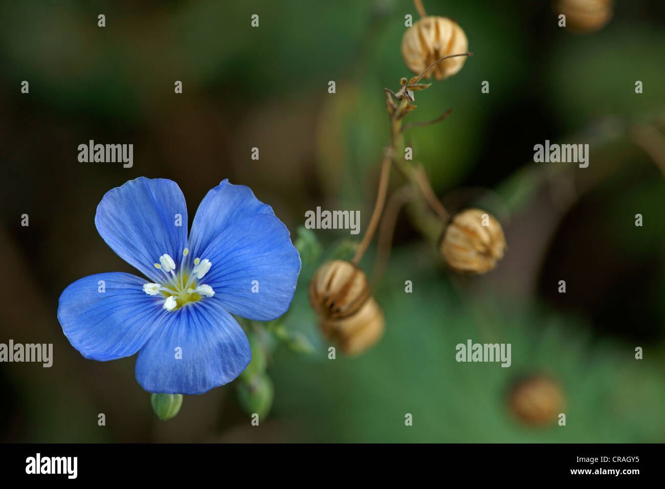 Common Flax (Linum usitatissimum), Bulgaria, Europe Stock Photo - Alamy