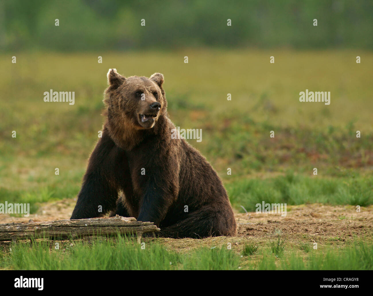 Brown bear (Ursus arctos), Finland, Europe Stock Photo - Alamy