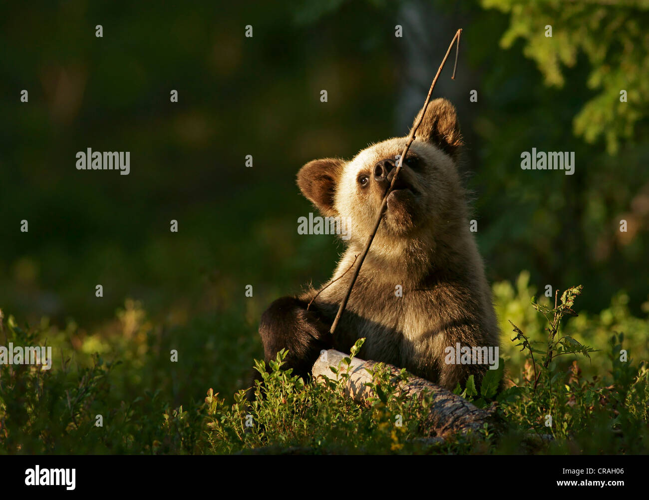 Young Brown Bear (Ursus arctos), Finland, Europe Stock Photo - Alamy
