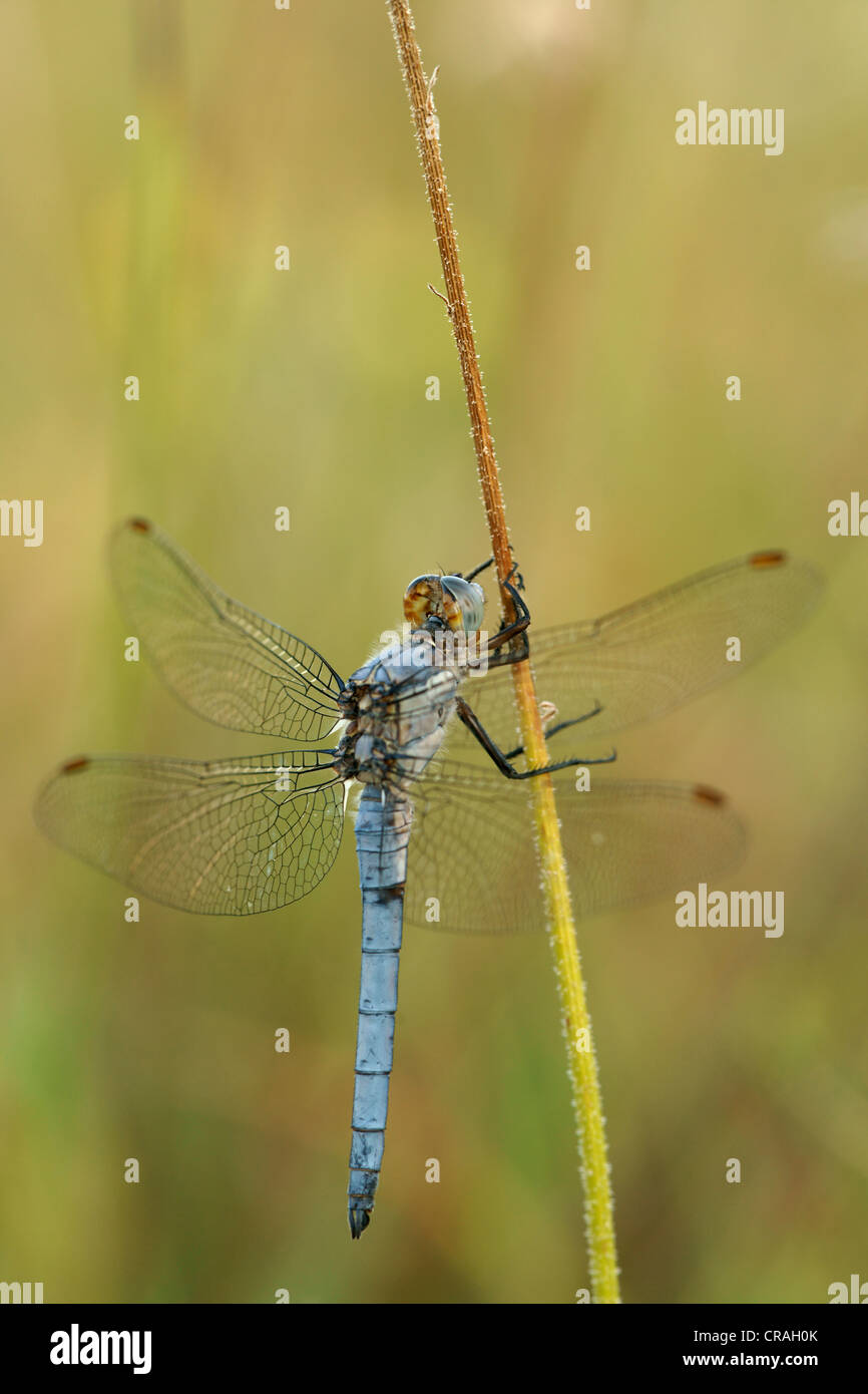 Southern Skimmer dragonfly (Orthetrum brunneum), northern Bulgaria ...