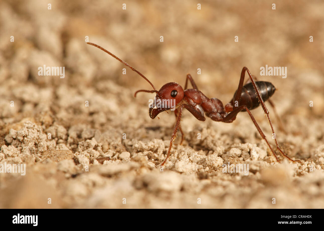 Ant of the genus Cataglyphis in the subfamily Formicinae northern ...