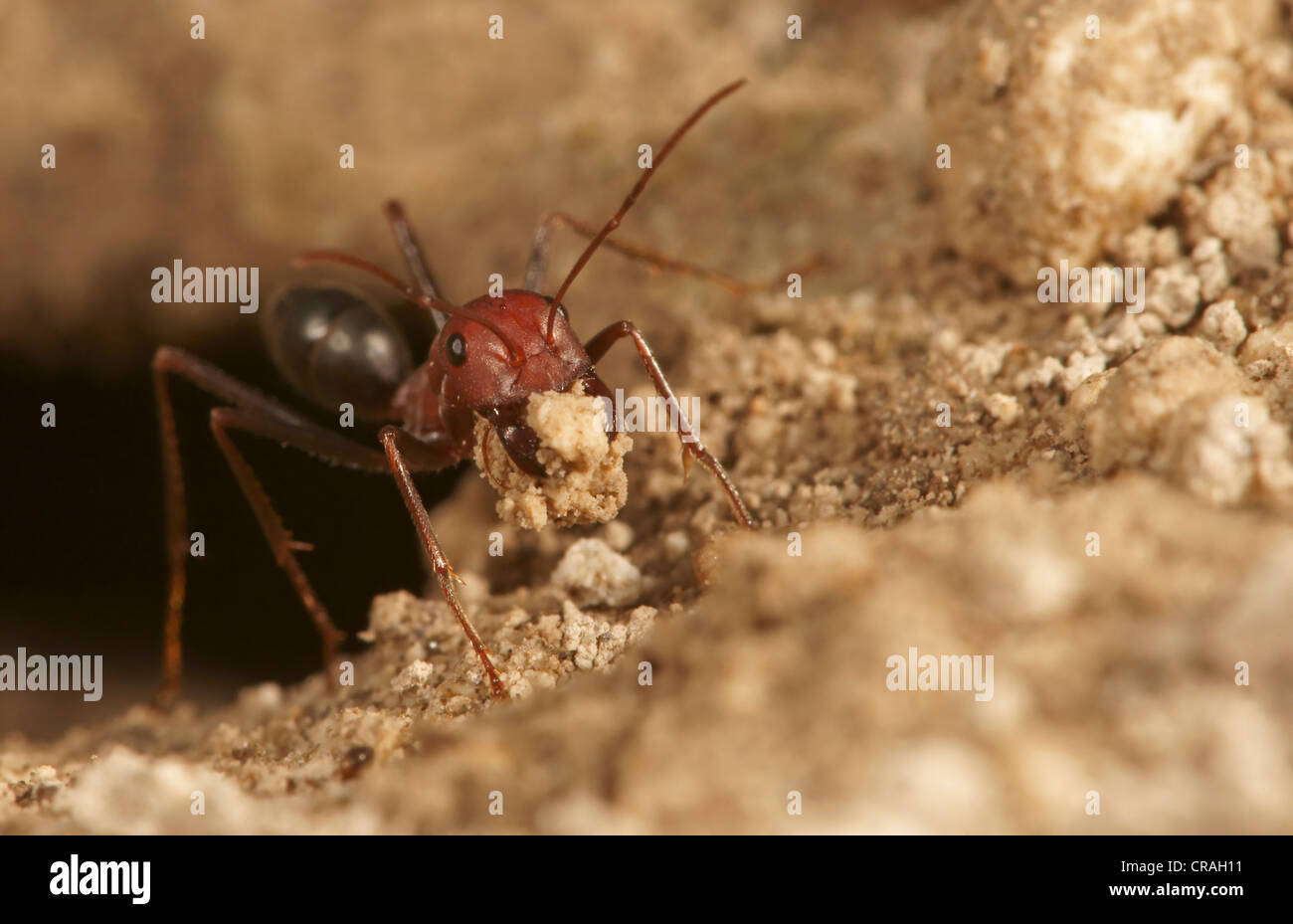 Insects in europe hi-res stock photography and images - Alamy