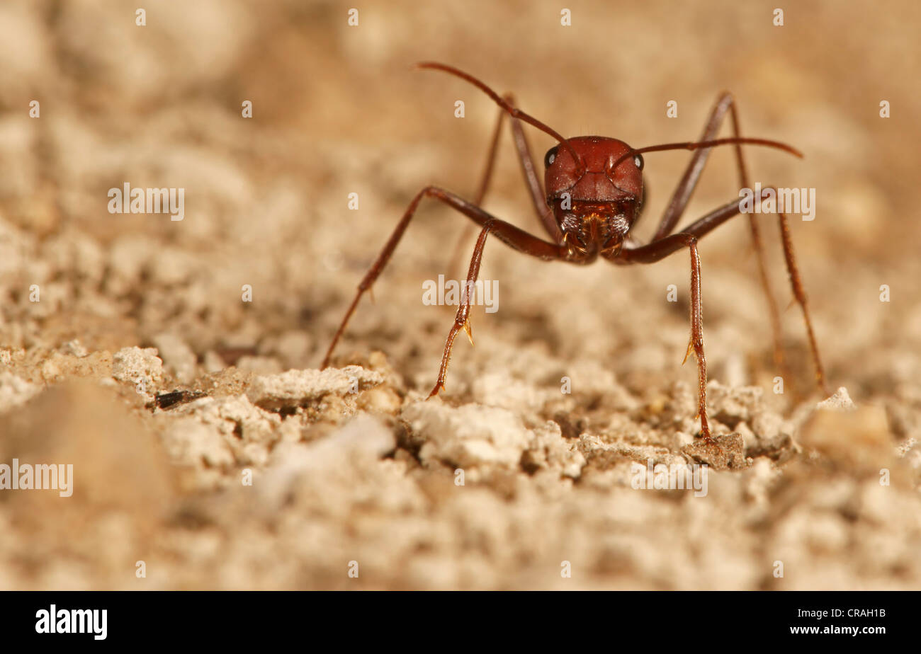 Ant of the genus Cataglyphis in the subfamily Formicinae northern ...