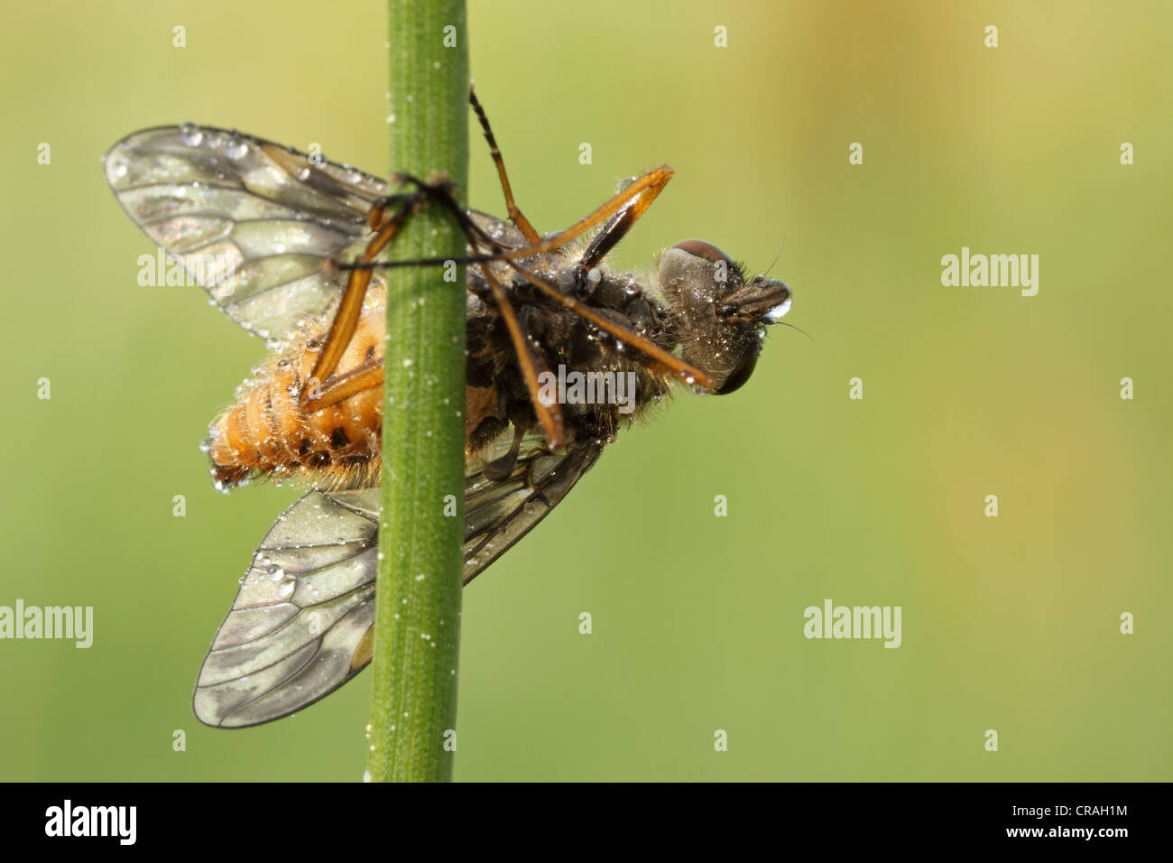 Ibis fly (Atherix ibis Stock Photo - Alamy