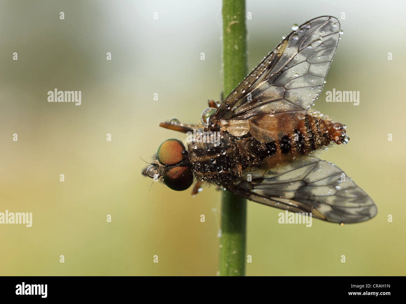 Ibis fly (Atherix ibis Stock Photo - Alamy