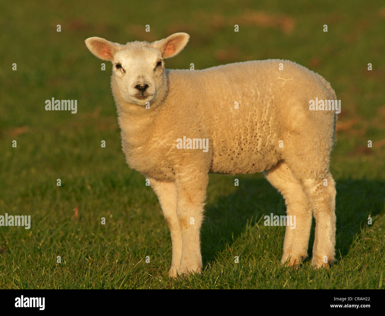 Texel sheep hi-res stock photography and images - Alamy