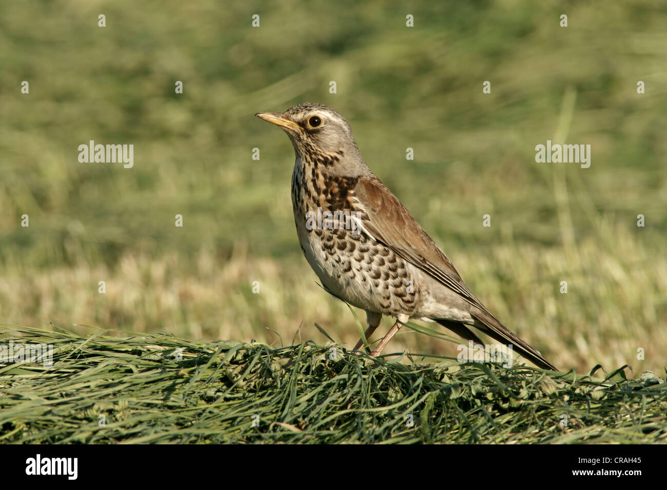 Fieldfare Turdus High Resolution Stock Photography and Images - Alamy