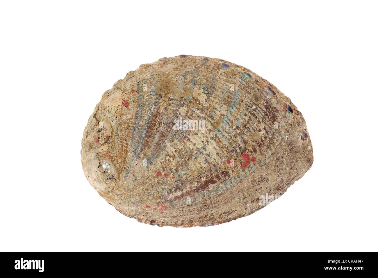 one shell photo on the white background Stock Photo - Alamy